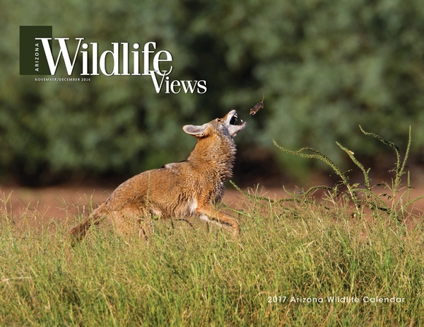 2016 Wildlife Photo Contest winners announced — Northern Arizona ...
