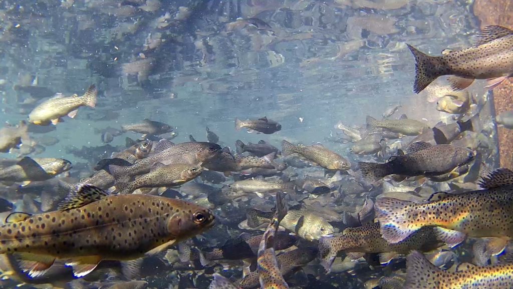 Arizona state fish returns: AZGFD to resume stocking Apache trout ...