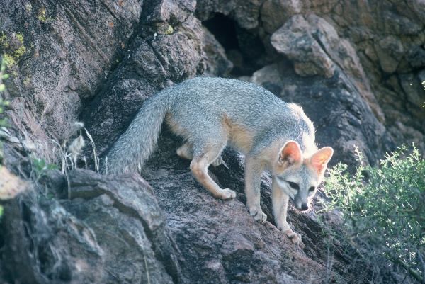Rabies incident a reminder to enjoy wildlife from a distance, keep pets ...